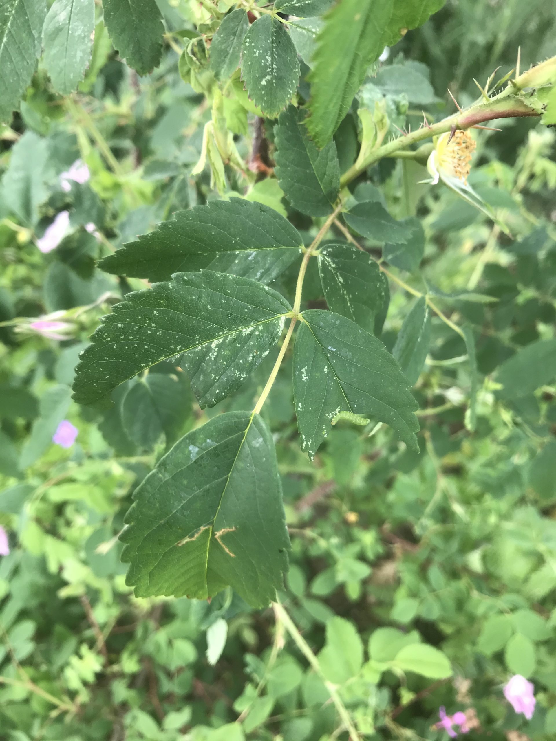 Wild Rose Seedling – If You Plant It, They Will Come