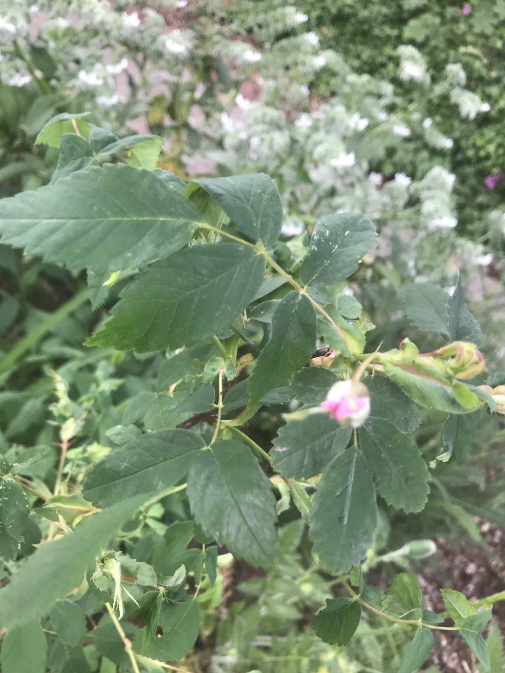 Wild Rose Seedling – If You Plant It, They Will Come