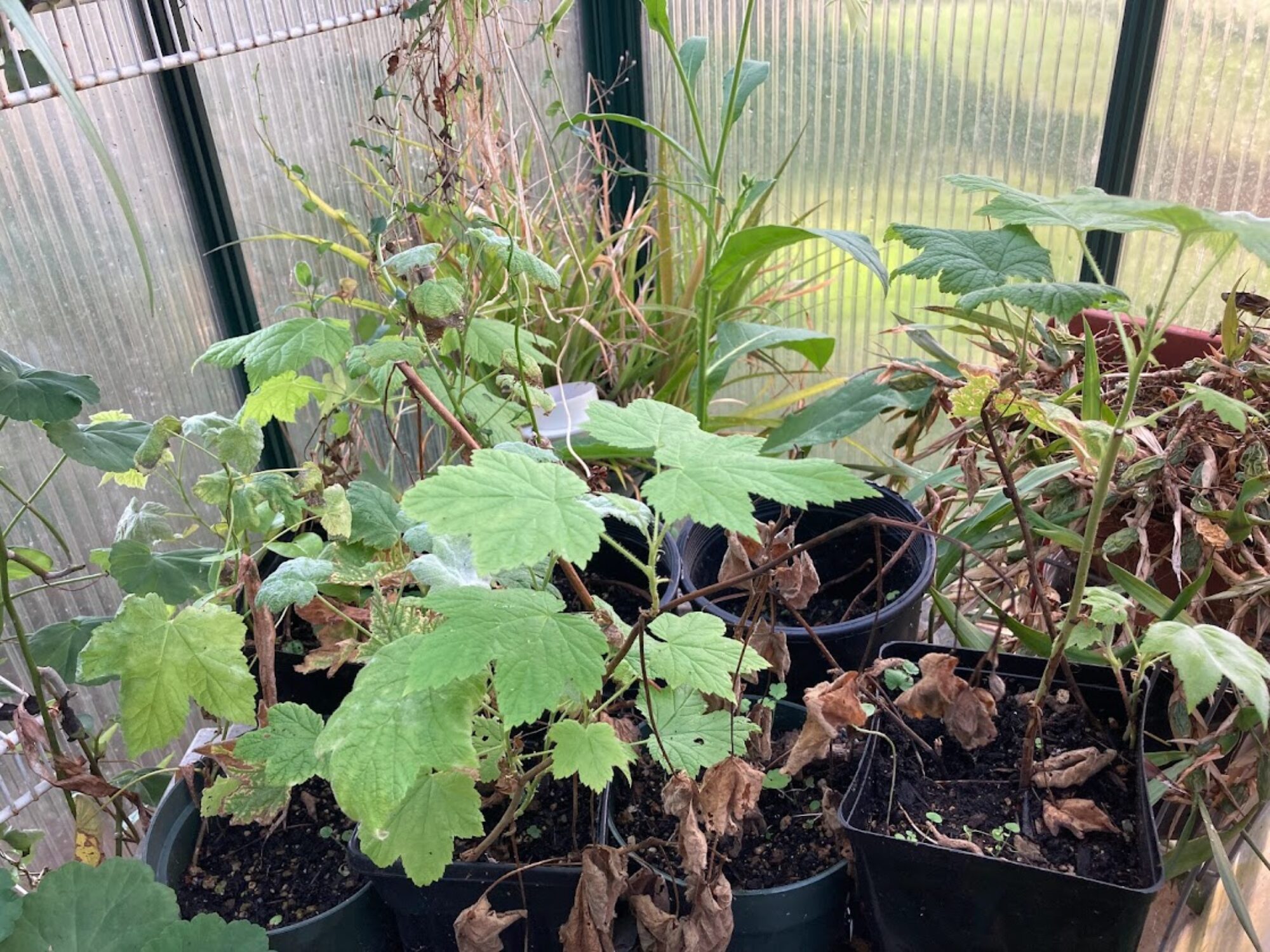 200 Camas Bulbs – If You Plant It, They Will Come