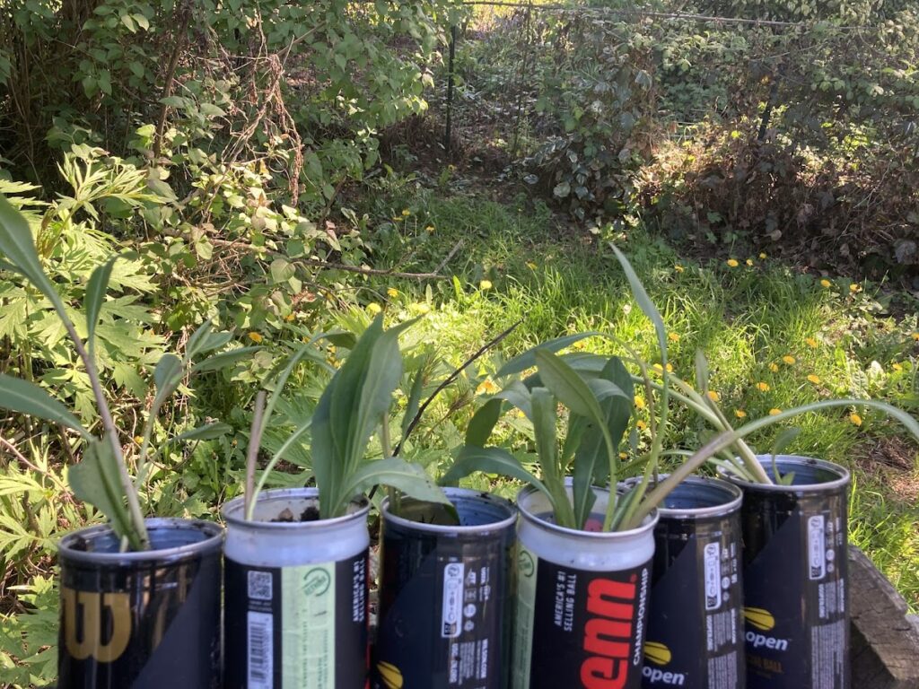 The Soon-to-Be-Famous Tennis Ball Can Asters and Other Native Plants ...